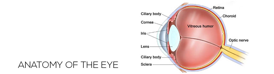 Eyecare Products | Leading Eyecare Specialists in India | Sunways India ...